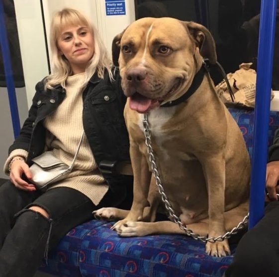 24 Pictures Of Big Dogs Who Still Think They Are Lap Dogs