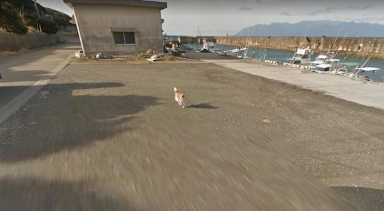 This little dog is guilty of 'ruining' every frame of a Google Street ...