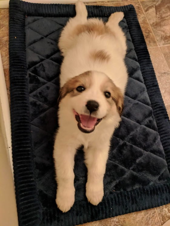 Charming Dogs Who Will Make You Want A Puppy Today (20 Pics)