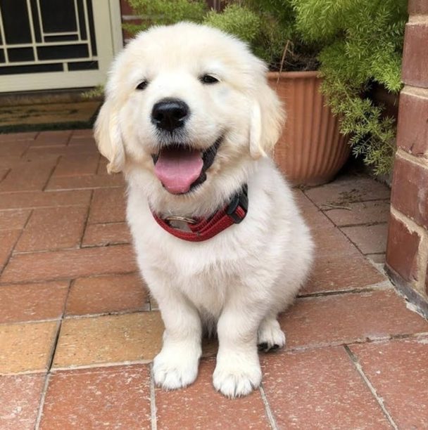 Charming Dogs Who Will Make You Want A Puppy Today (20 Pics)
