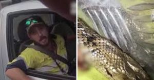 Driver finds snake in a vehicle while driving on highway leaving him ...