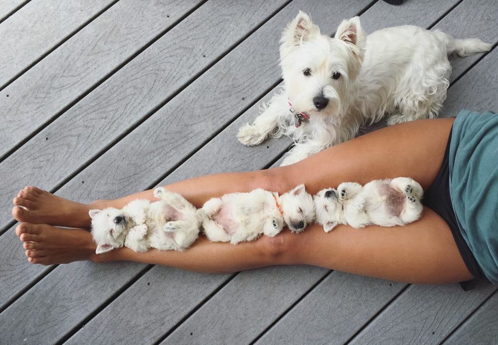 Proud Dog Parents With Their Cute Newborn Puppies (26 Pictures)