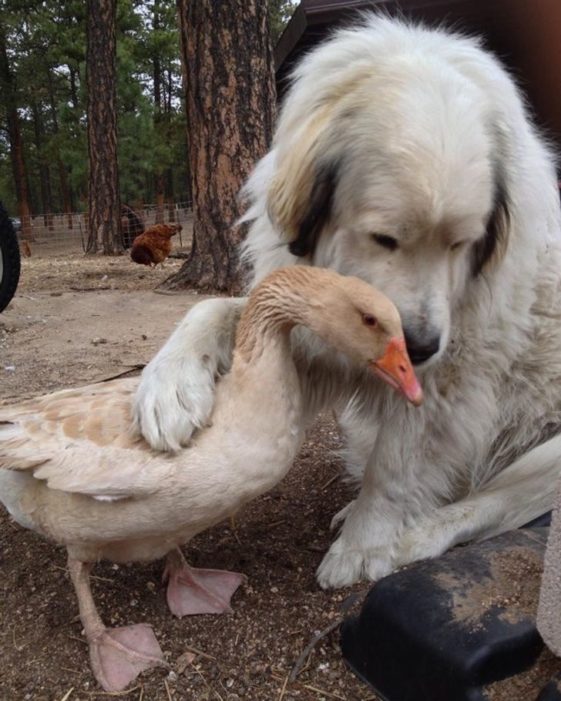Ever Friendly Animals Who Extend the Paw of Friendship to All in Need ...