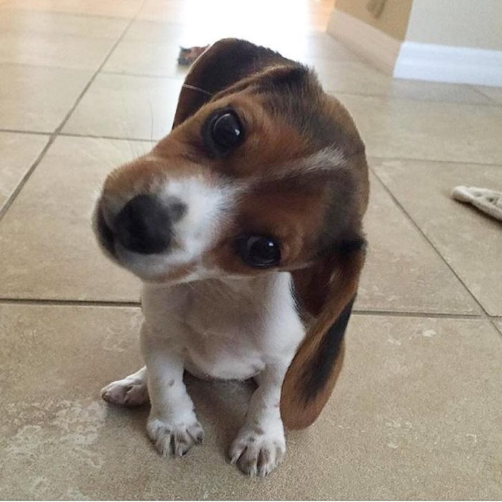 27 Adorable Dogs Showing Their Head Tilting Skills