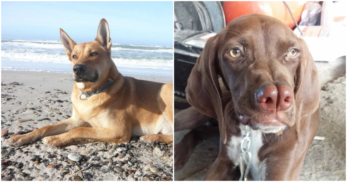 11 Dog Breeds Which Are Not So Common