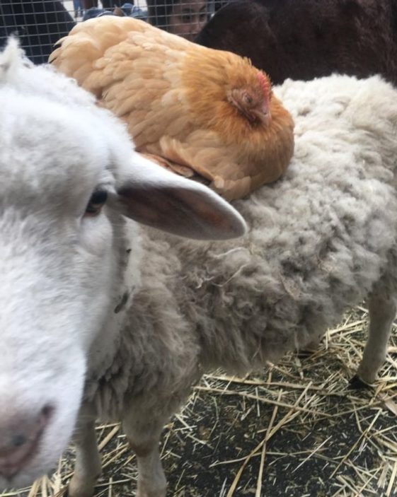 Ever Friendly Animals Who Extend the Paw of Friendship to All in Need ...