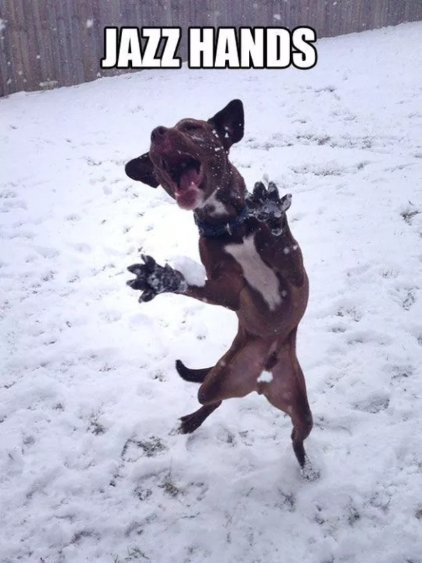 Awkwardly Hilarious Dog Photos To Cheer You Up