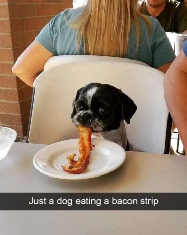 28 Snapchats Which Prove That Dogs Are Too Pure For This World