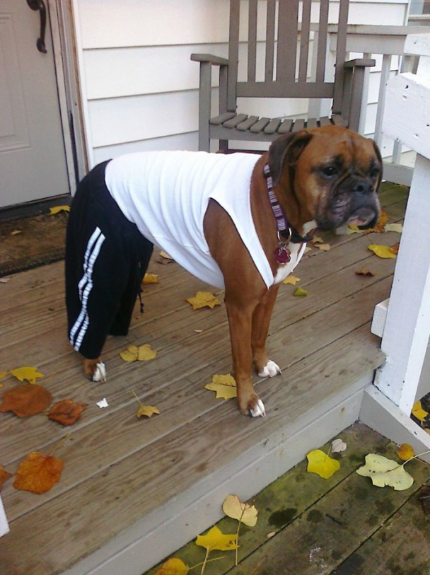 50 Photos Of Boxers Which Prove That They Are Weirdos