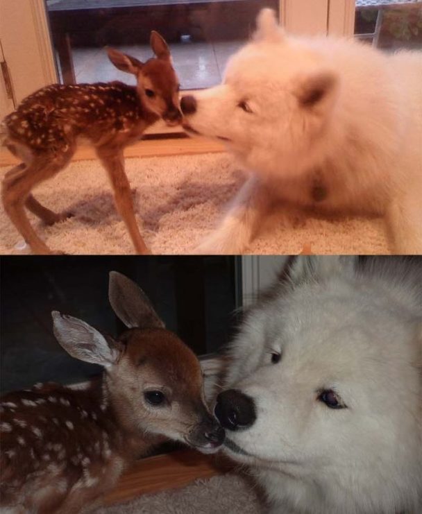 Ever Friendly Animals Who Extend the Paw of Friendship to All in Need ...