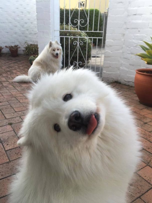 27 Adorable Dogs Showing Their Head Tilting Skills