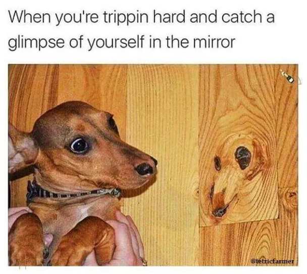 Awkwardly Hilarious Dog Photos To Cheer You Up