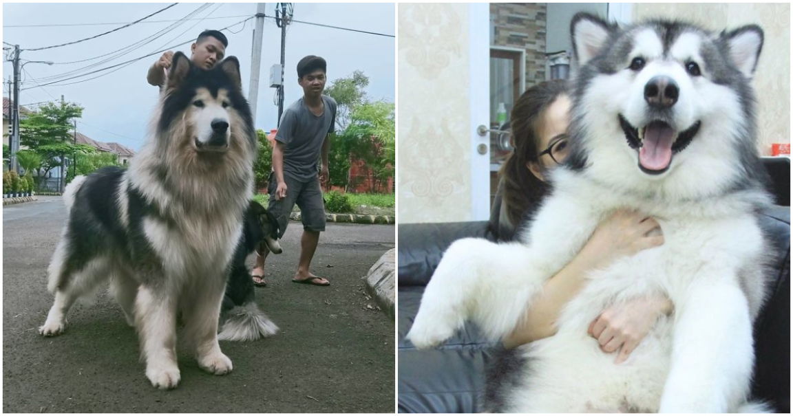 25 Photos Of Alaskan Malamutes Being The Biggest Floofs