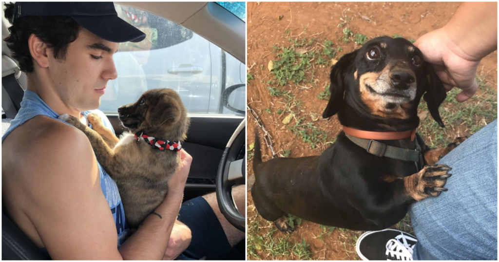 Pets Lovingly Staring Right Into Their Owner's Soul (27 New Pics)