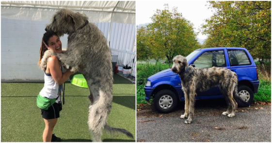 27 Pictures Of Irish Wolfhounds Which Show How Massive They Are