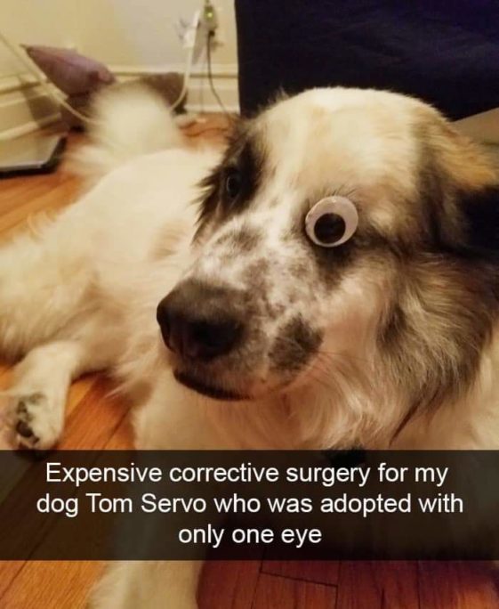 28 Snapchats Which Prove That Dogs Are Too Pure For This World