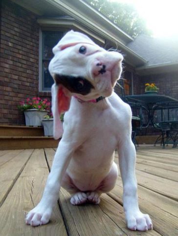 27 Adorable Dogs Showing Their Head Tilting Skills