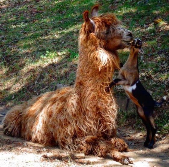 Ever Friendly Animals Who Extend the Paw of Friendship to All in Need ...