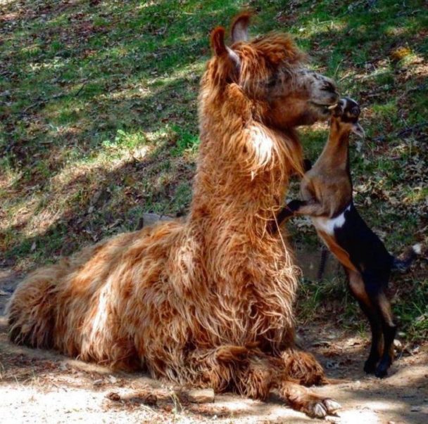 Ever Friendly Animals Who Extend the Paw of Friendship to All in Need ...