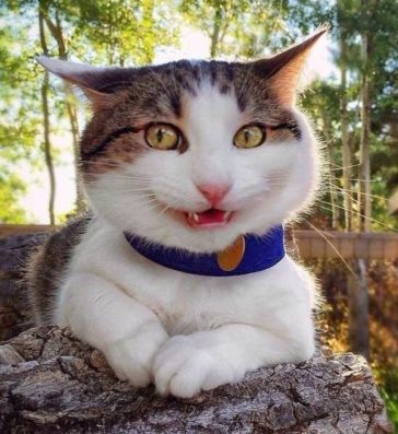 18 Pictures Which Show That Animals Are Just Like Humans