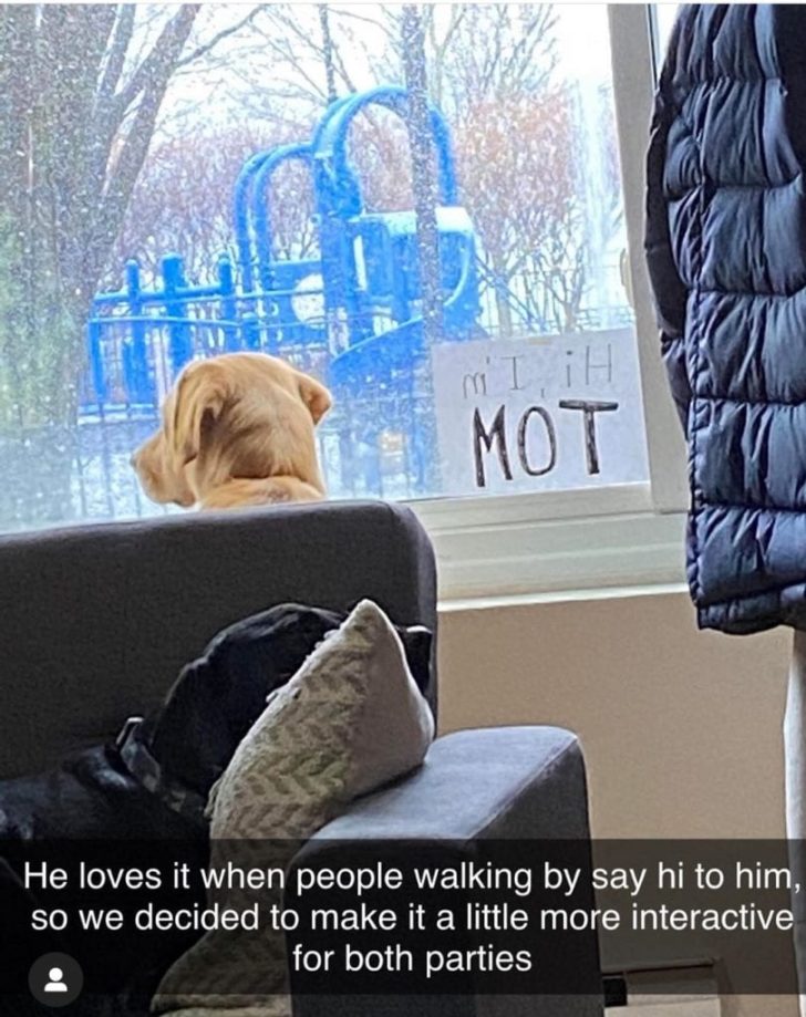 28 Snapchats Which Prove That Dogs Are Too Pure For This World