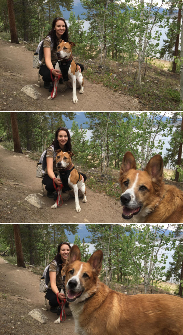 Dogs Hilariously Photobombing Perfect Shots