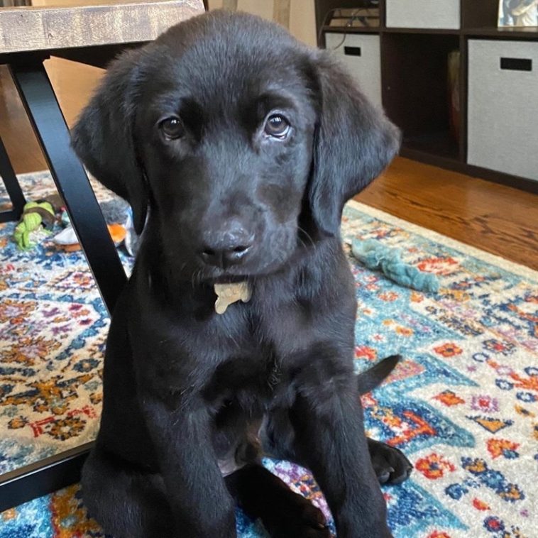 Adorable Dogs Who Just Got Adopted And Found Their New Forever Homes