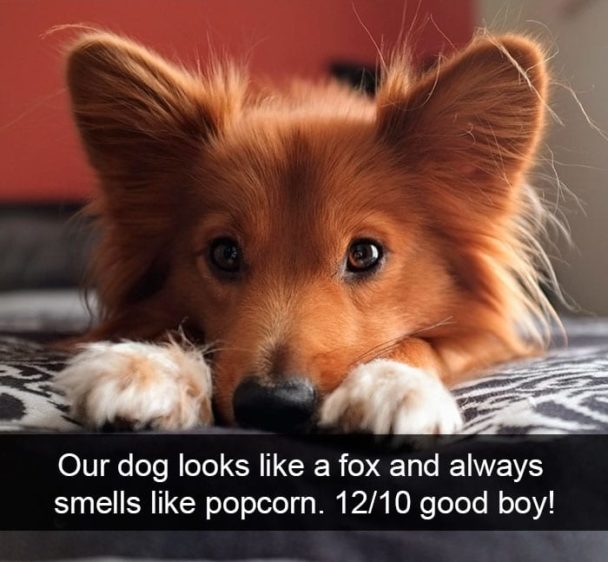 Dogs Whose Shenanigans Are Nothing But Hilarious (50 Pics)