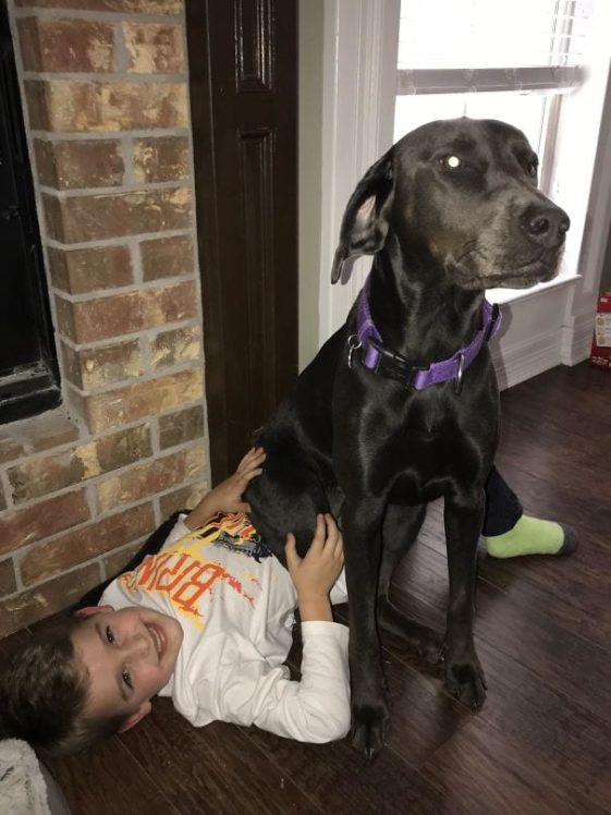 20 Adorable Pictures Of Dogs Showing Love To Kids