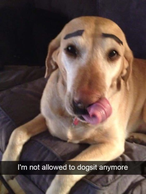 28 Snapchats Which Prove That Dogs Are Too Pure For This World