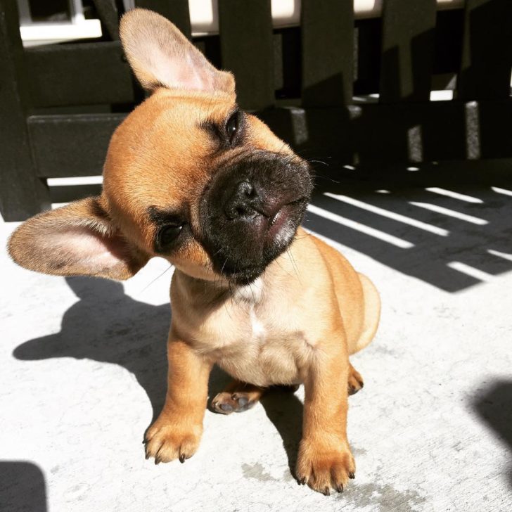 27 Adorable Dogs Showing Their Head Tilting Skills