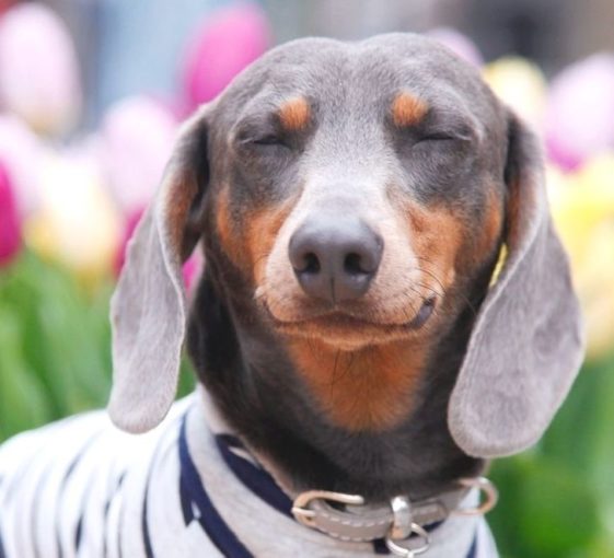 18 Pictures Which Show That Animals Are Just Like Humans