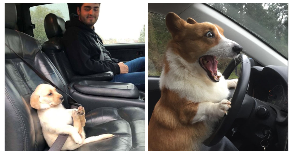 Amazing Doggos That Love Car Rides As Much As They Hate Them (23 Pics)