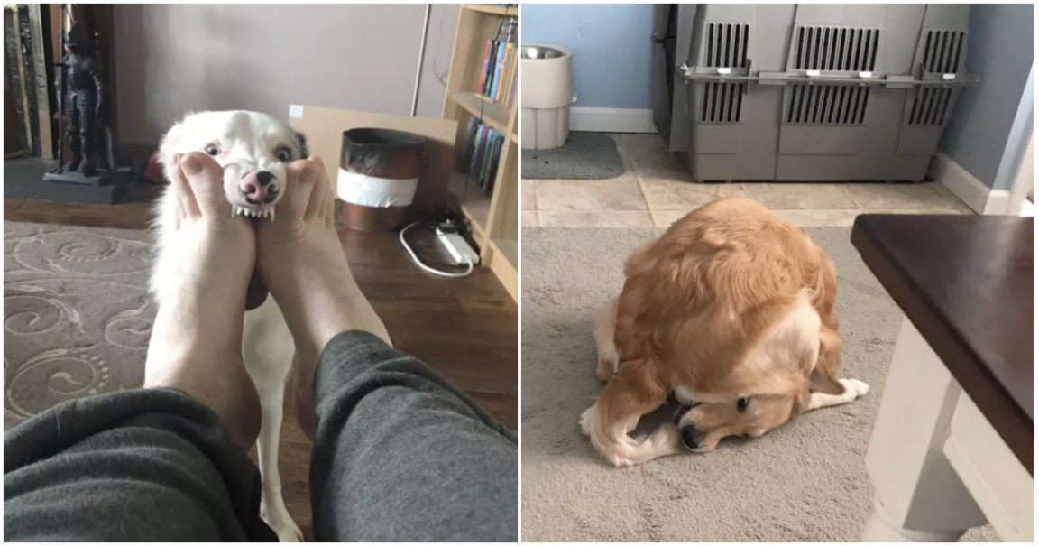 Awkwardly Hilarious Dog Photos To Cheer You Up