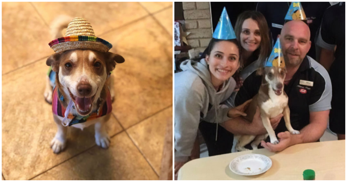 Senior Dog Couldn't Believe His Family Remembered His 13th Birthday