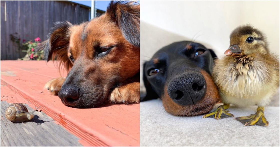 Ever Friendly Animals Who Extend the Paw of Friendship to All in Need ...