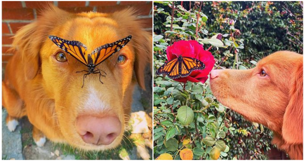 Dog Befriends All The Butterflies Living In His Garden (16 Pics)
