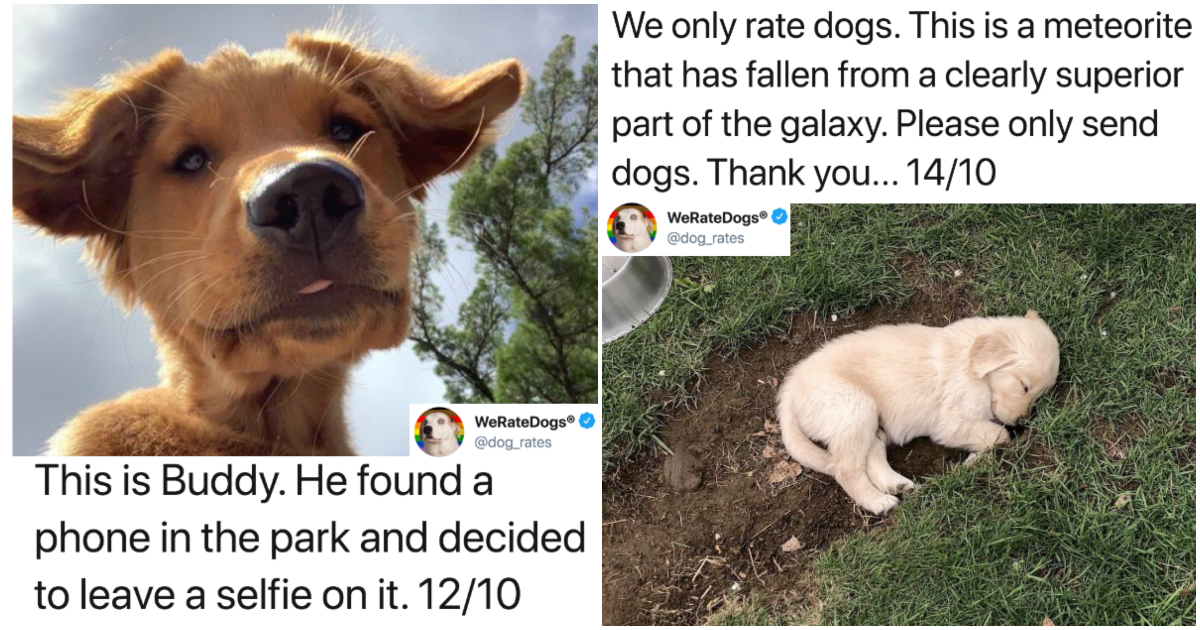 Dogs Who Scored 14/10 On The Good Boy Chart