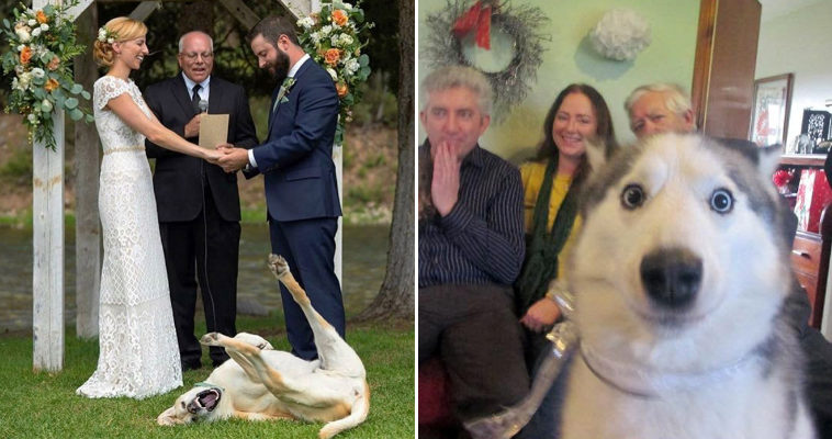 Dogs Hilariously Photobombing Perfect Shots