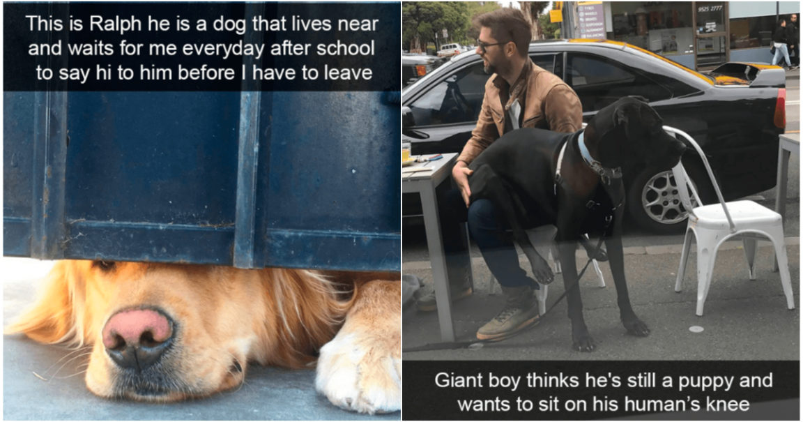 Dogs Whose Shenanigans Are Nothing But Hilarious (50 Pics)