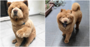 Meet Chowder, The Dog Who Looks Like A Giant Teddy Bear (21 Pics)