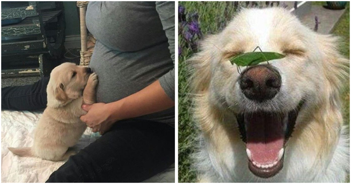 26 Wholesome Photos Which Prove That Dogs Are Made Of Pure Love