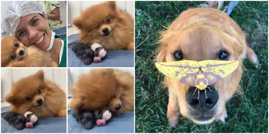 Doggos That Will Turn Your Ruff Day Into A Good One (35 Pictures)