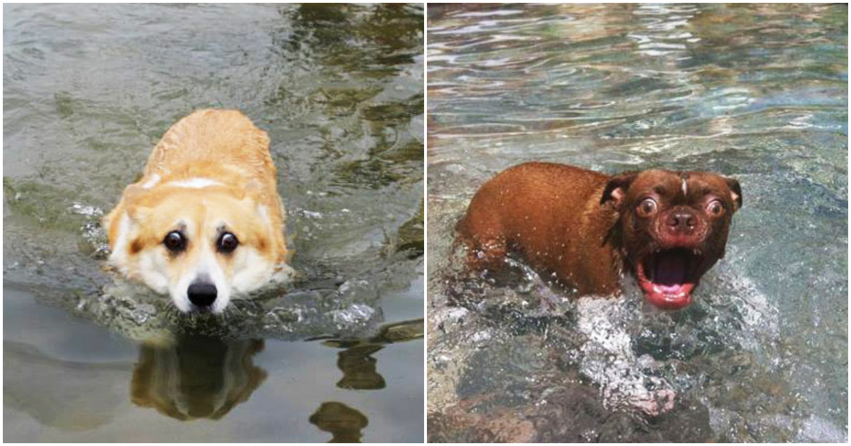 10 Dogs Who Are Super Afraid Of Water