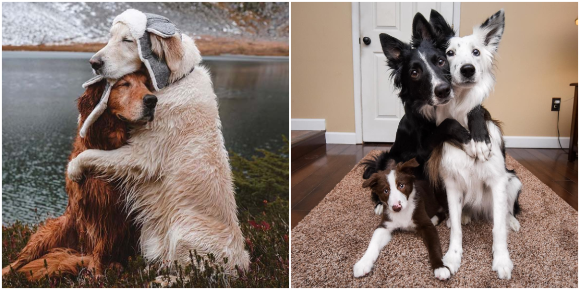 Incredible Photos Of Dogs Hugging Their Soulmates That Will Melt Your ...