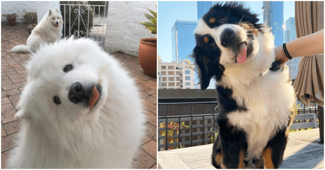 27 Adorable Dogs Showing Their Head Tilting Skills