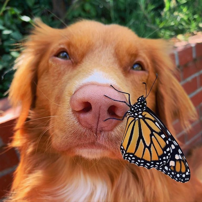 Dog Befriends All The Butterflies Living In His Garden (16 Pics)