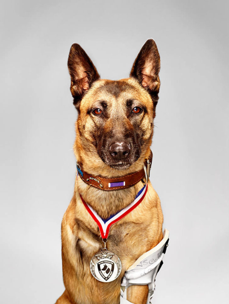 21 Times Hero Dogs Surprised Humans With Their Courageous Acts