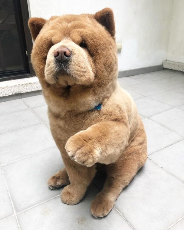 Meet Chowder, The Dog Who Looks Like A Giant Teddy Bear (21 Pics)