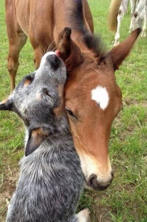 26 Wholesome Photos Which Prove That Dogs Are Made Of Pure Love